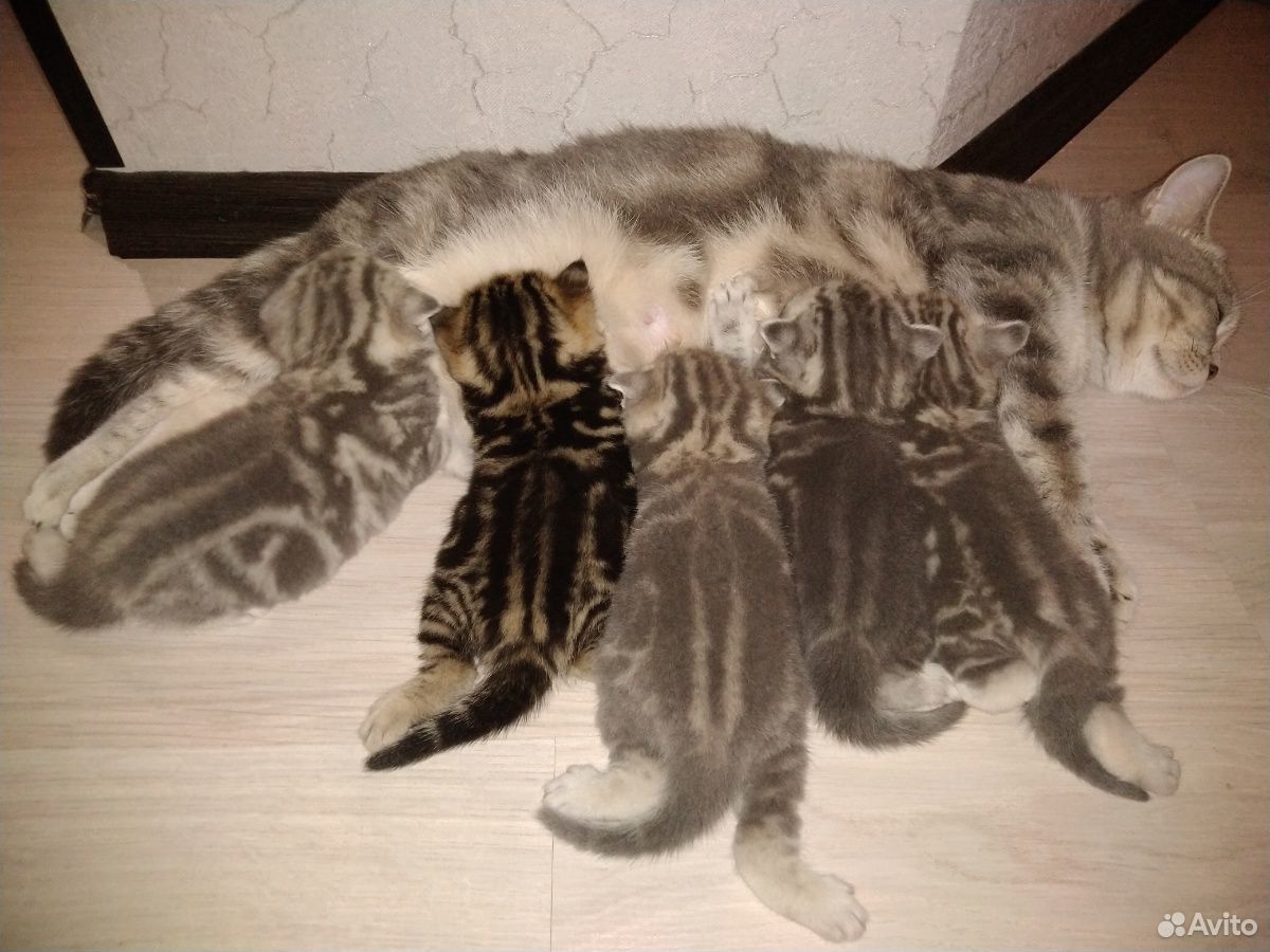 Шотландские вислоухие котята