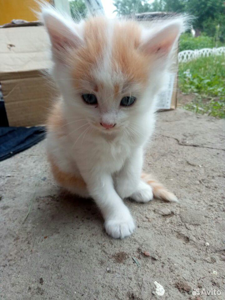 Котята
