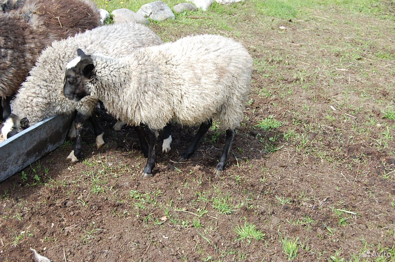 Бараны романовской породы