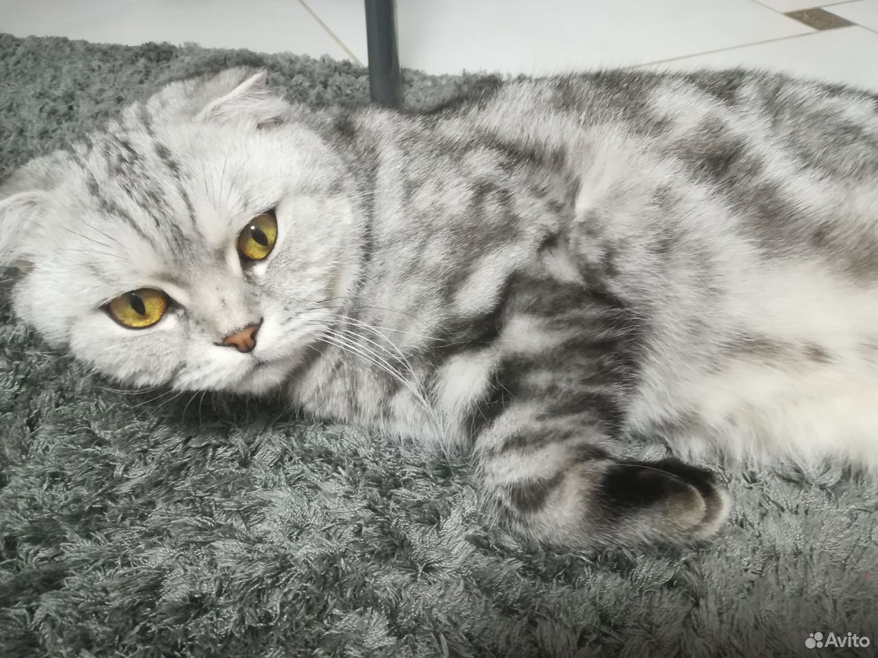 Продам шотландского кота по кличке хоня, 3 года, к