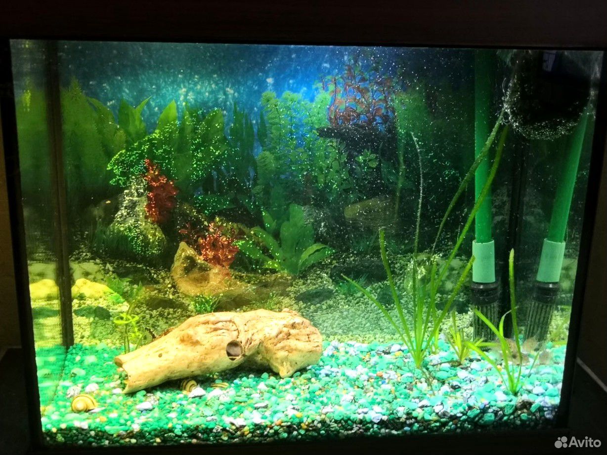 Аквариум 60л с рыбками
