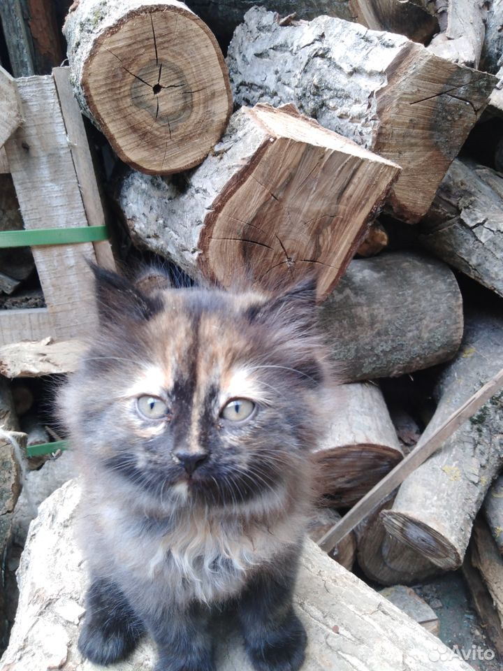 Отдам в хорошие руки милых девчонок