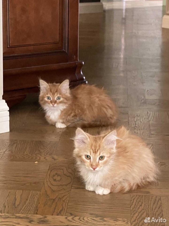 Котята рыжики в добрые руки