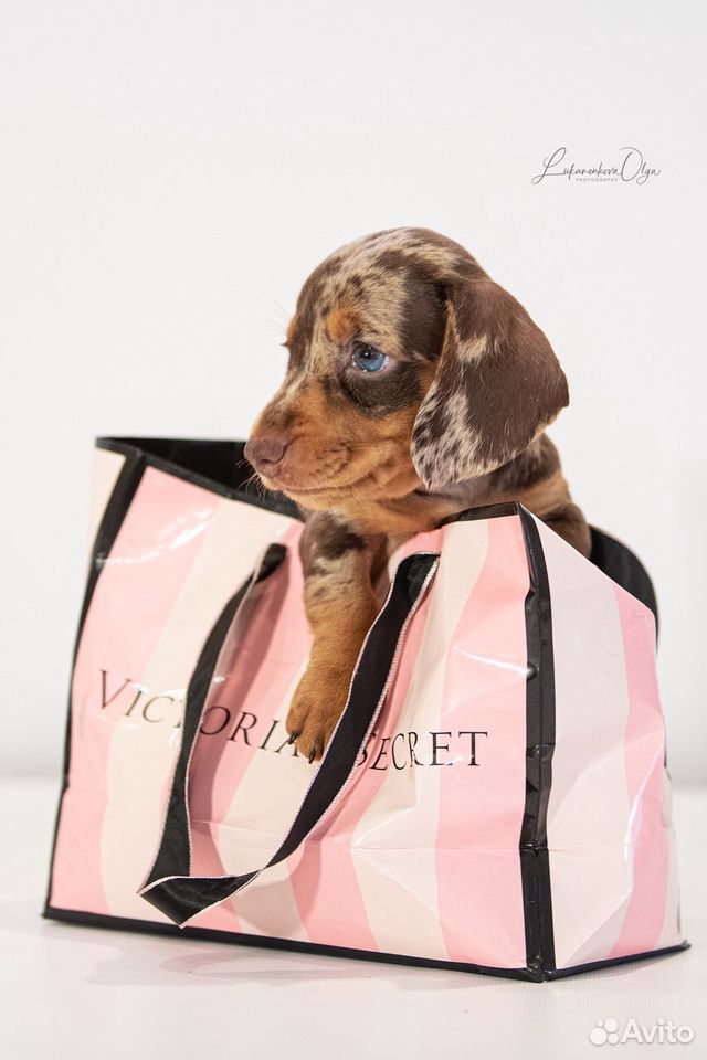 Кроличья /мини Такс Кофейно-Мраморная