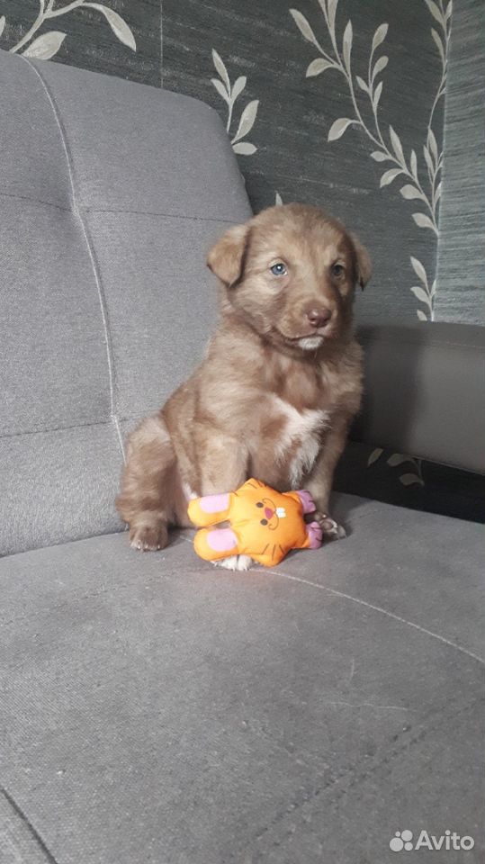 Лев ищет хозяина и дом