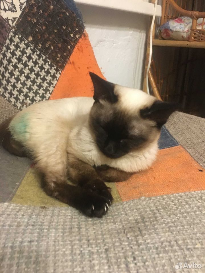 Котёнок Тайчик 7 месяцев