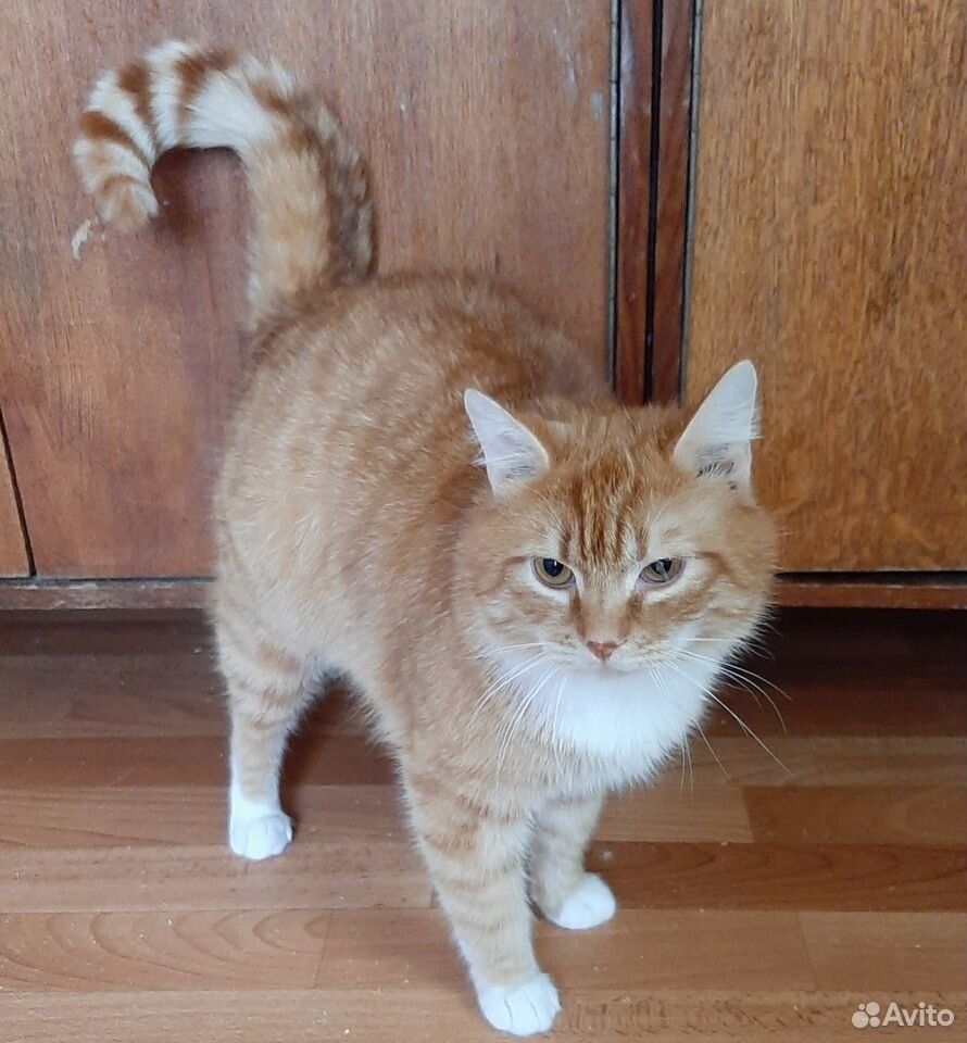 Большой добрый Пряник 9 мес в дар