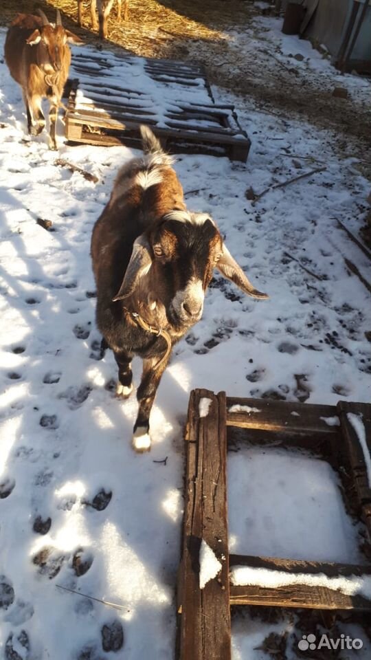Продам племенного козла