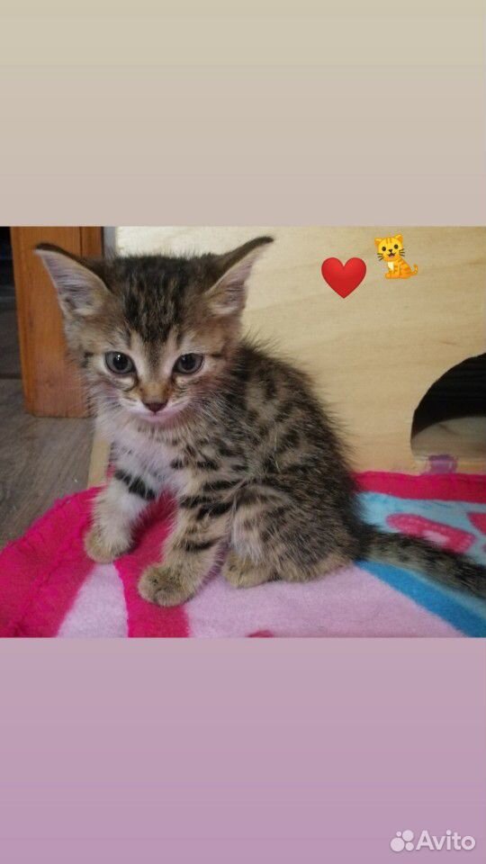 Котенок шотландский девочка