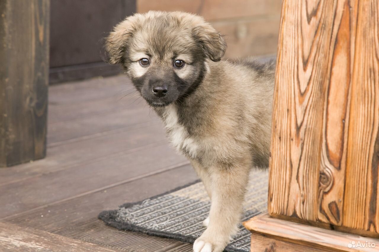 Щенок Няша 3,5 мес. Будет ниже колена.Привита