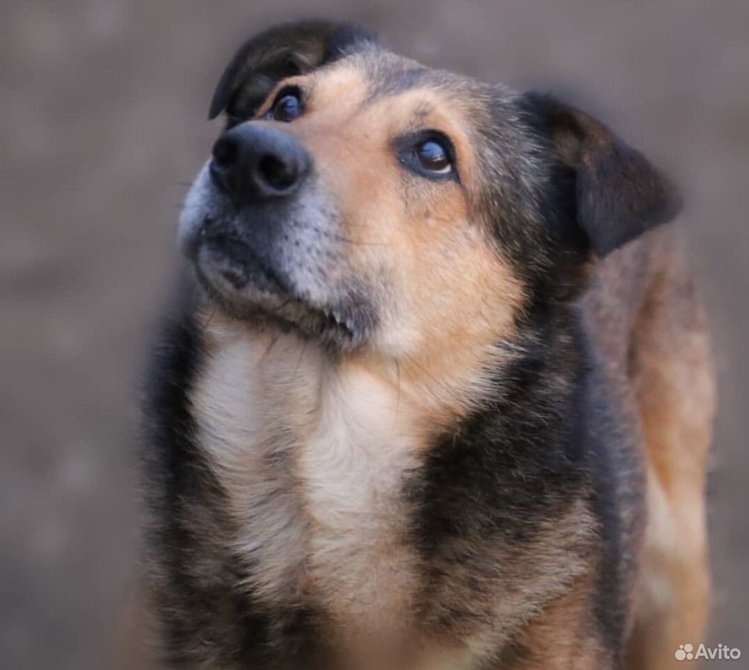 Собака Гриша