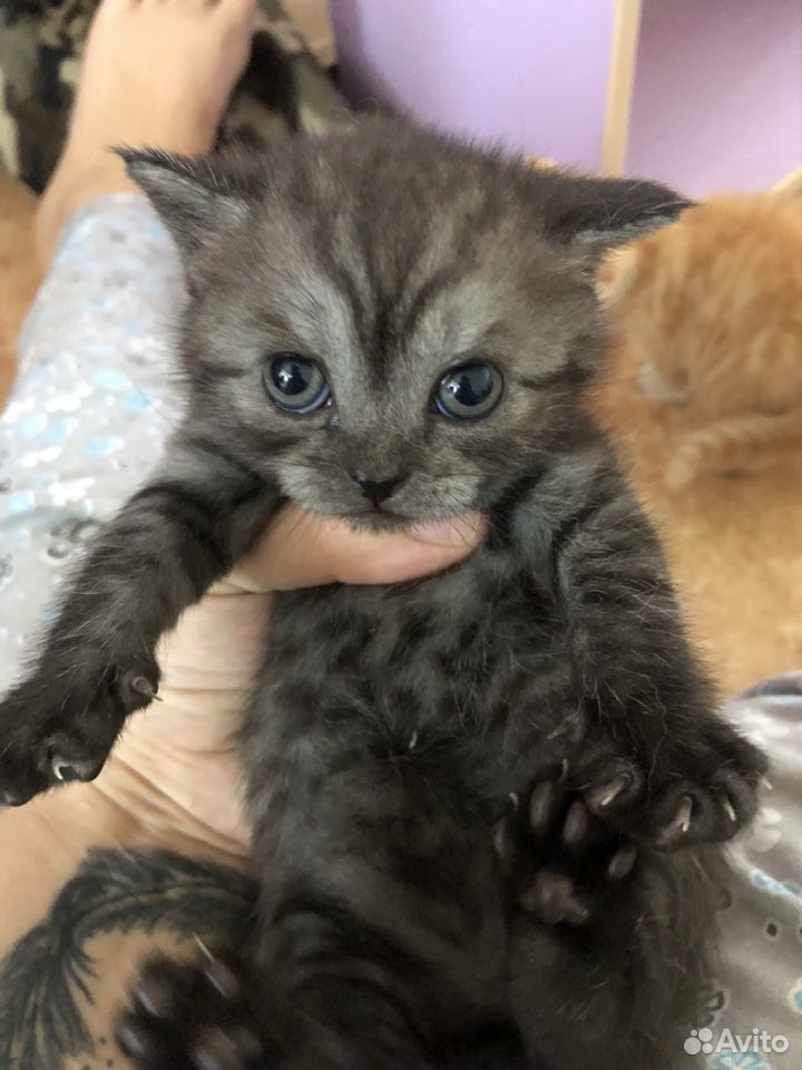 Котята породистые
