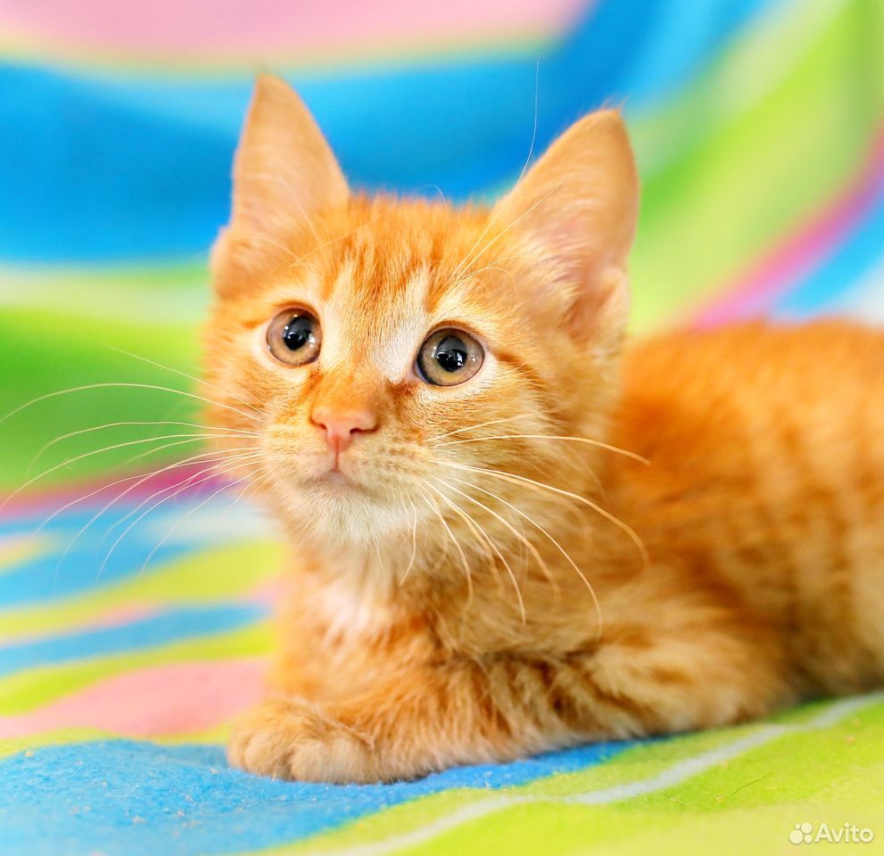 Огонек - красавчик малыш ищет дом