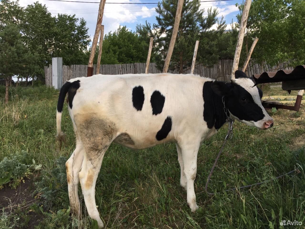 Телка голштинка