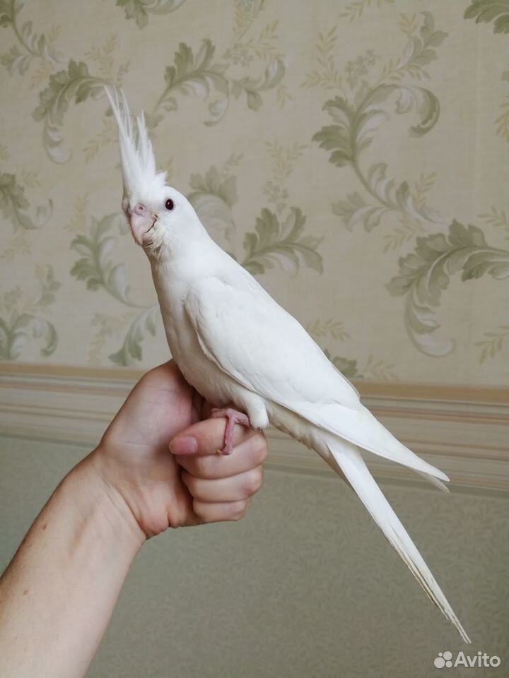Коричная альбино самка кореллы, 2,5 года