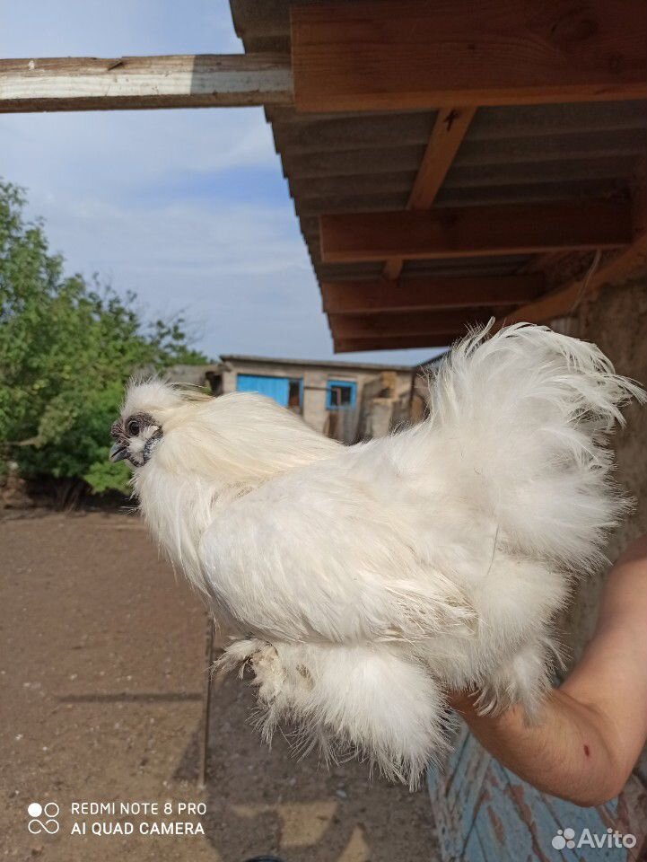 Пуховые шелковые китайские петухи