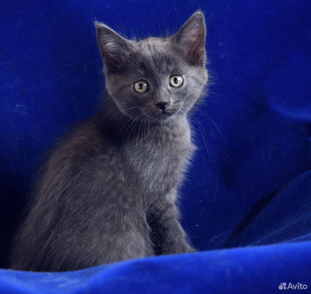 Шотланцы (2 месяца)