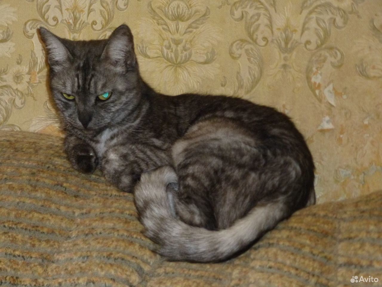 Кошка Багира в добрые руки