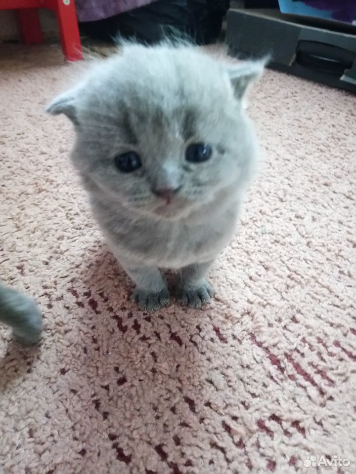 Британские вислоухие котята