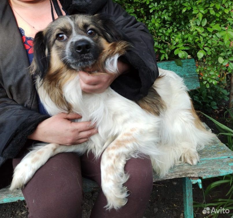 Ищет дом не крупный песик Марти