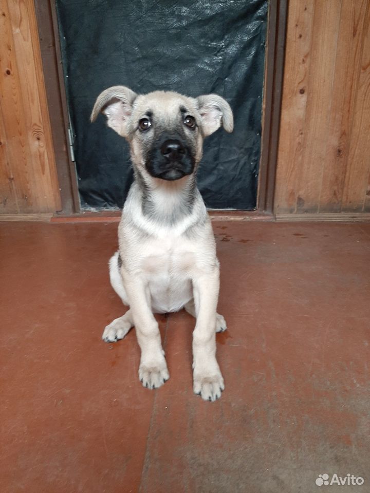 Отличный щеночек с доставкой 3 мес /привита