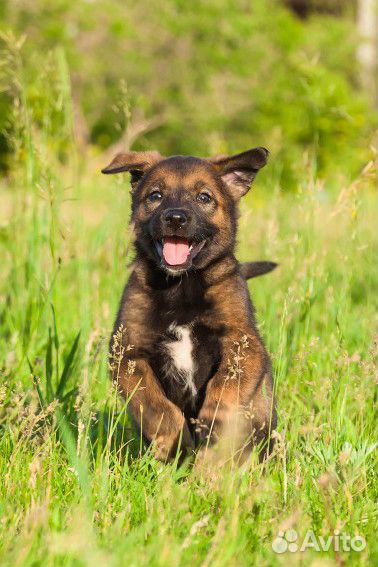 Руффи ищет дом