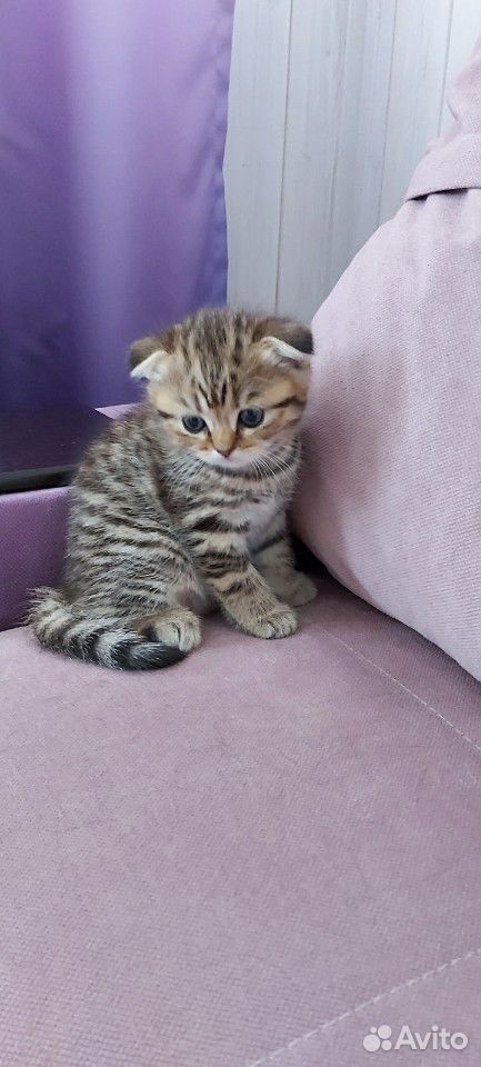 Британский котёнок