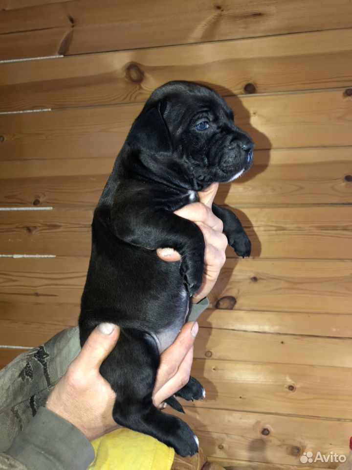 Крупный кобель