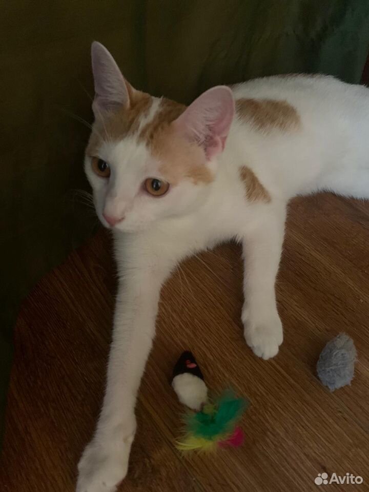 Венечка котик 10 месяцев
