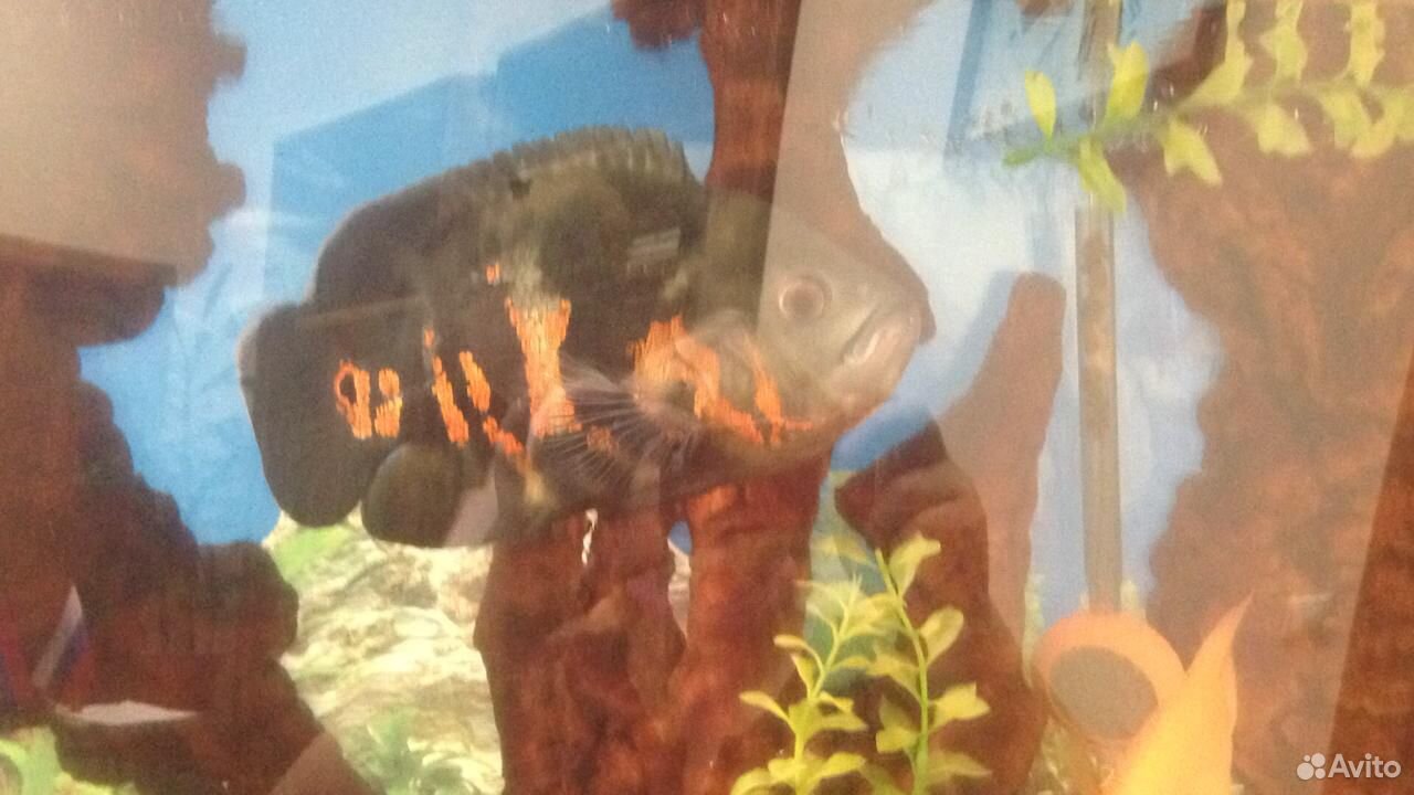 Астронотусы отдам