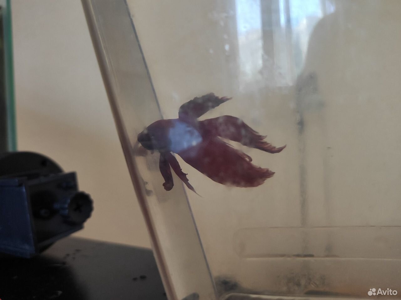 Отдам рыбку-петушка