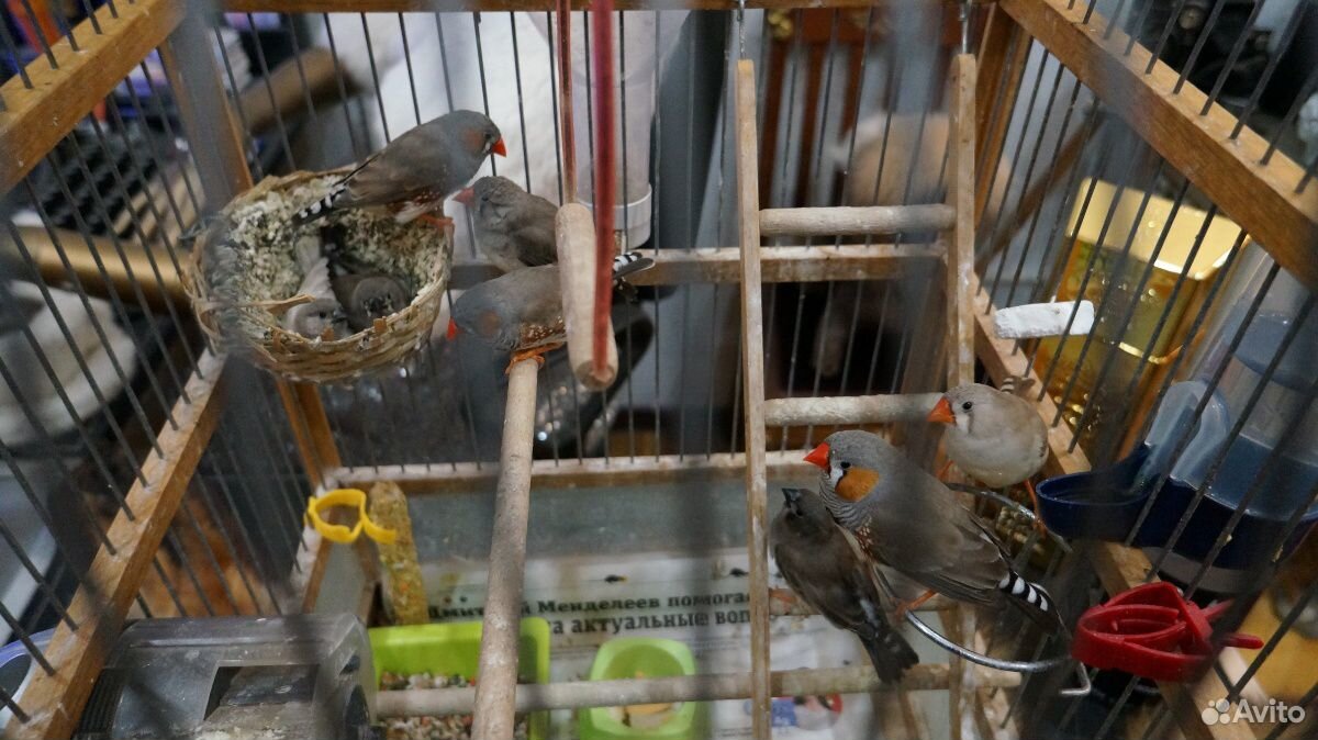 Зебровые Амадины