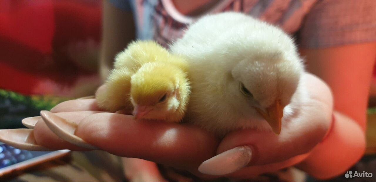 Цыплята несушек