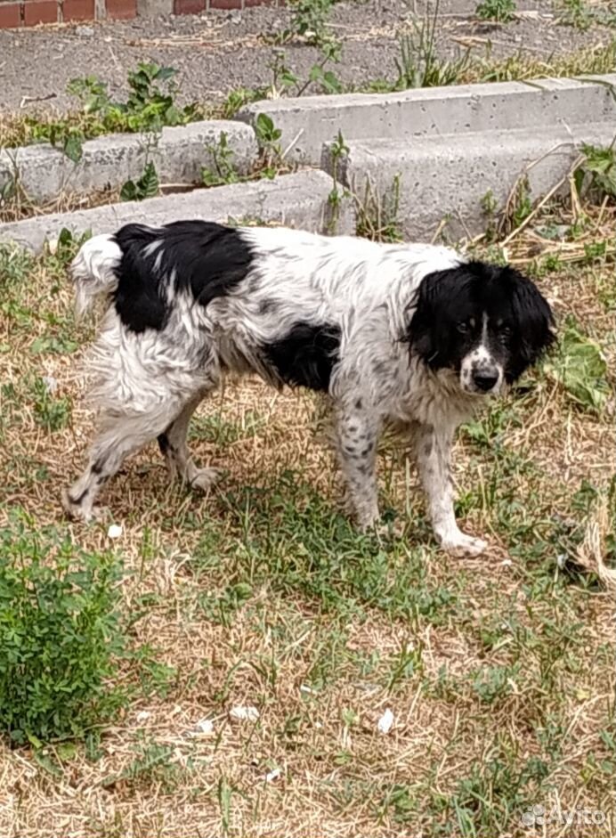 Большой спаниель