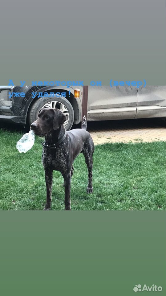 Жених (курцхаар)