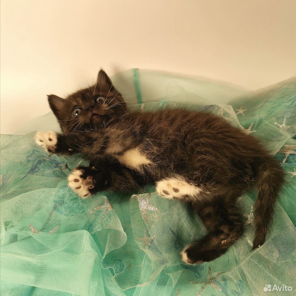 Малыши котята ищут дом