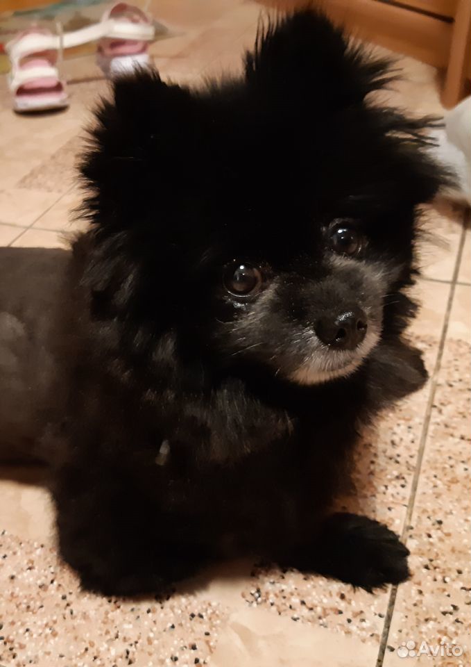 Шпиц черный потеряшка