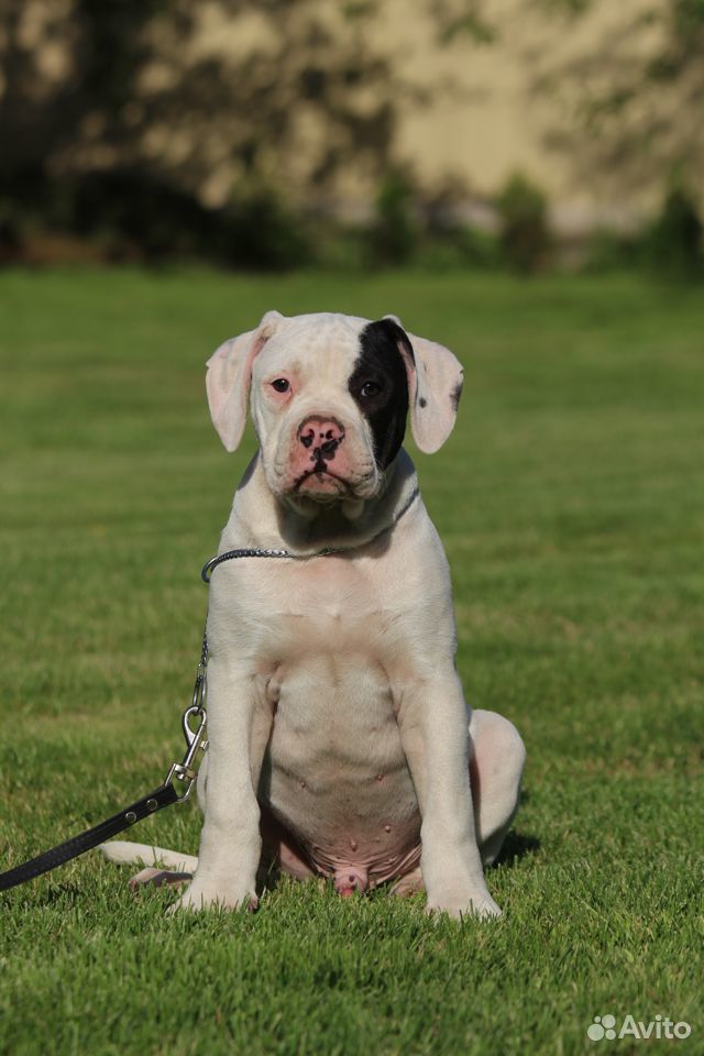 Староанглийский бульдог
