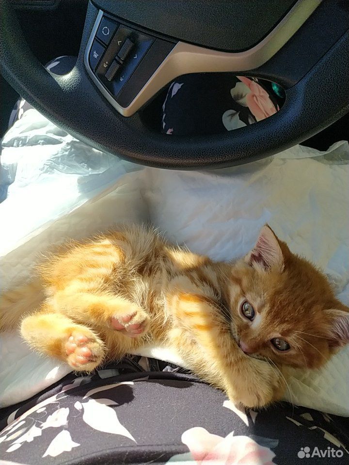 Котёнок Рыжик ищет дом