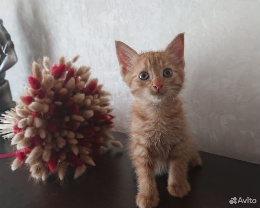 Котеночек