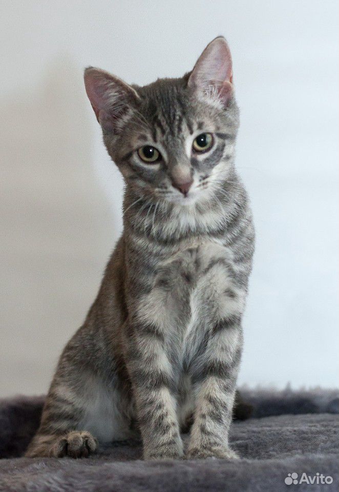 Котенок Ясмина