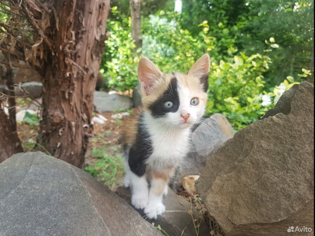 Кошка