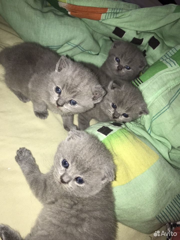 Шотландский котёнок