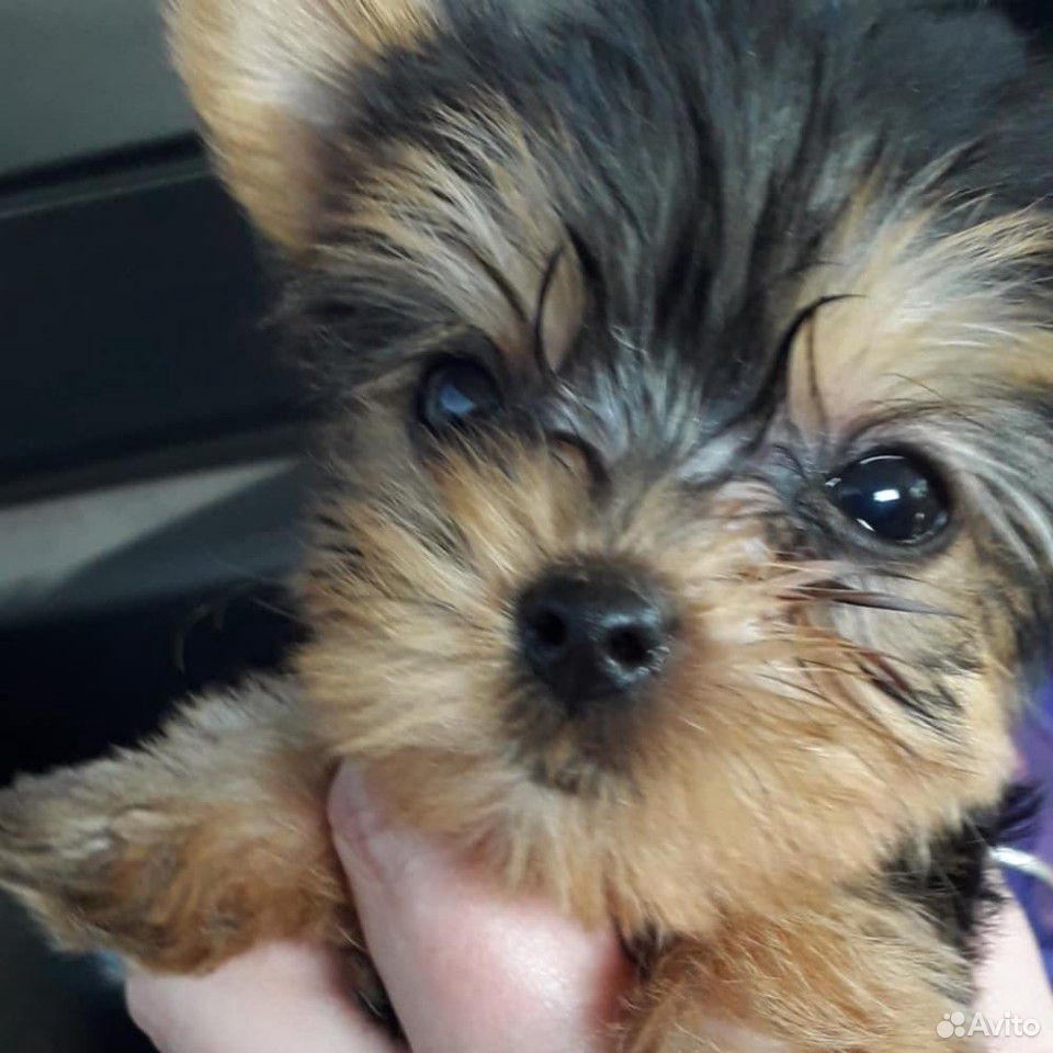 Йоркширский терьер