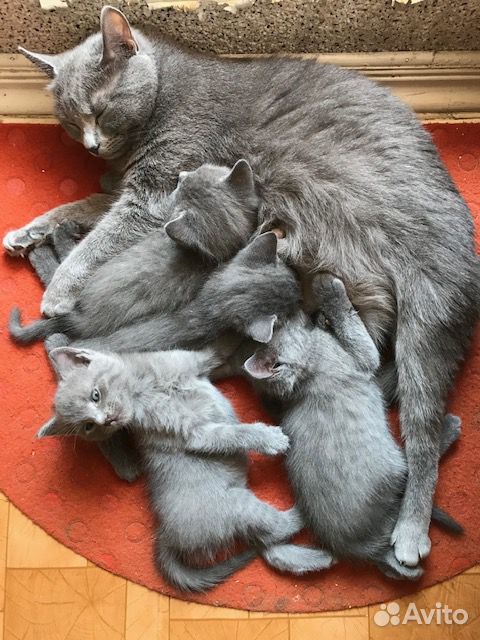 Котята Шартрез