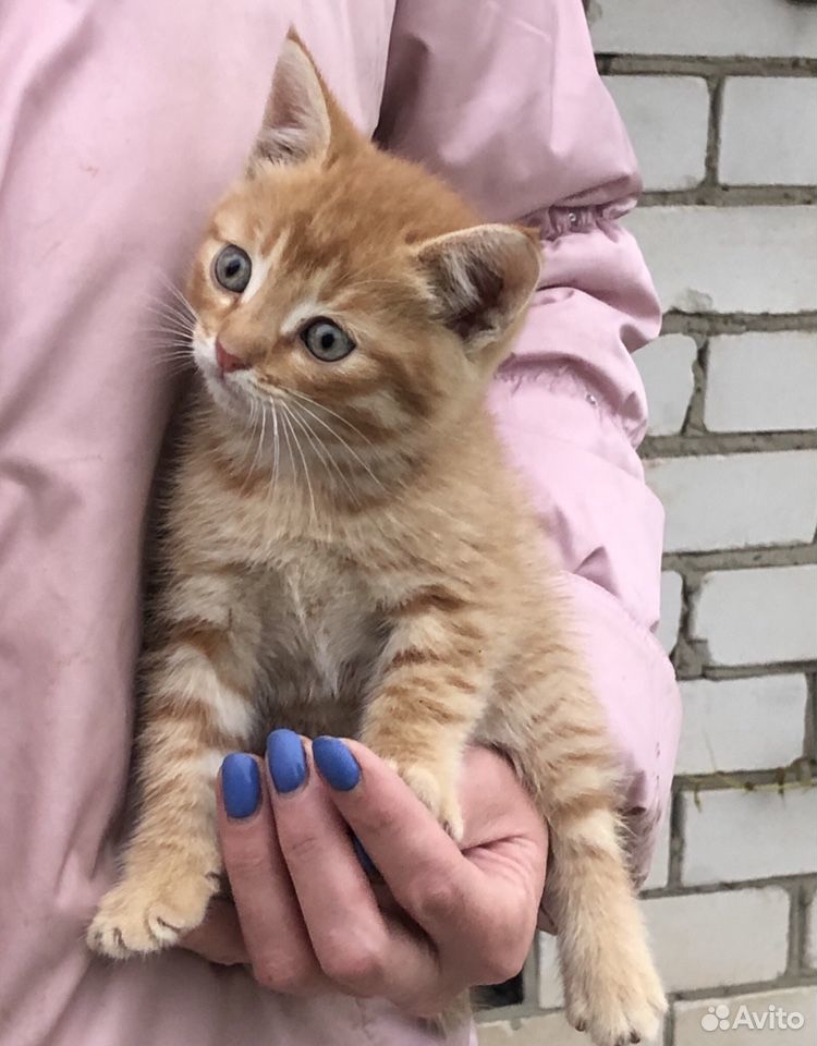 Котята, почти 3 месяца, рыжий, чёрный, серые