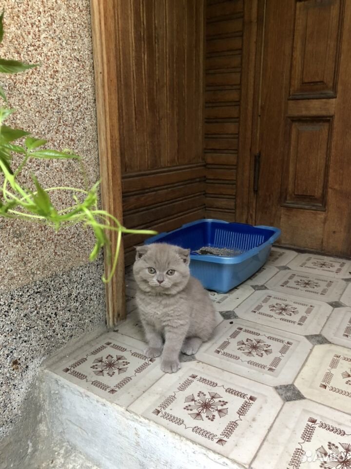 Кот