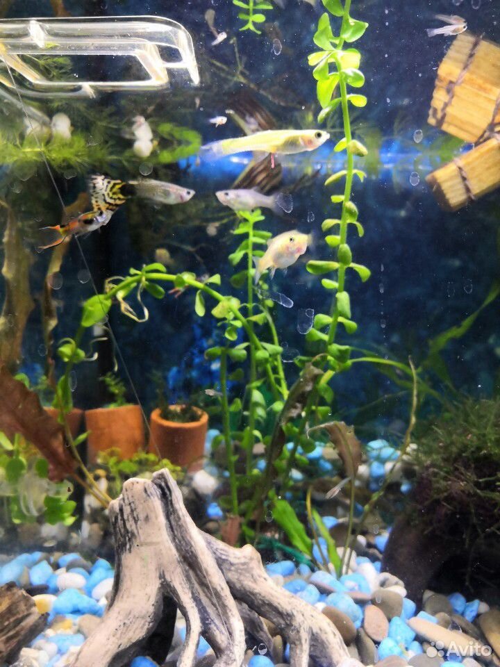 Гуппи бесплатно