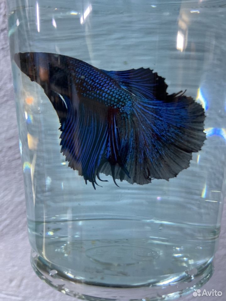 Петушок супердельта черно-зеленый