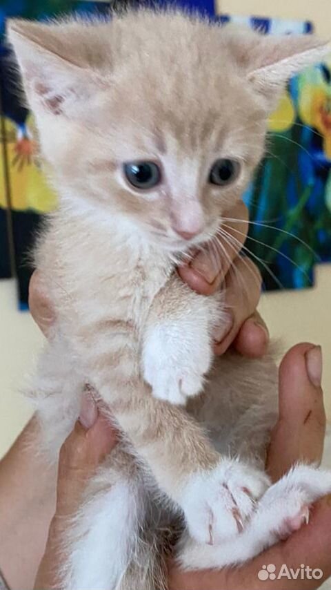 Маленькая Евочка ищет дом